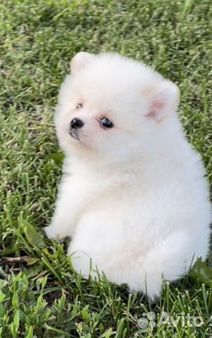 Померанский Шпитц