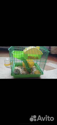 Джунгарские хомячки