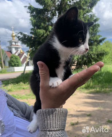 Котенок в добрые руки