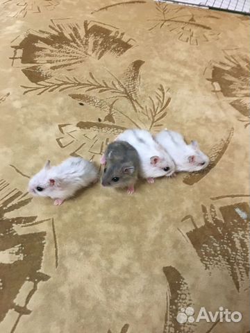 Продаю джунгарских хомячков