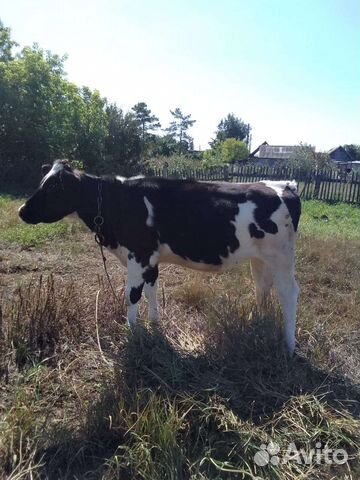 Телка 4 месяца
