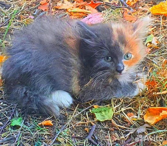 Пушистая трехцветка котенок в добрые бесплатно