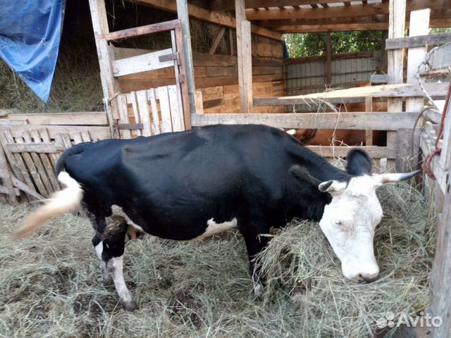 Корова дойная