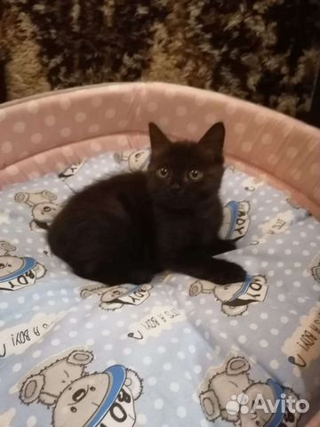 Котята в добрые руки бесплатно