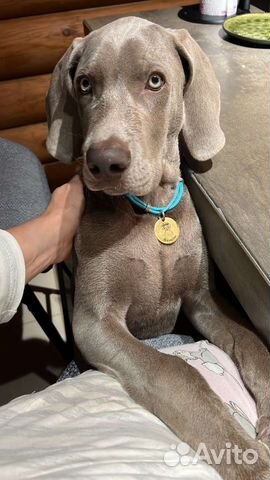 Щенки веймаранера