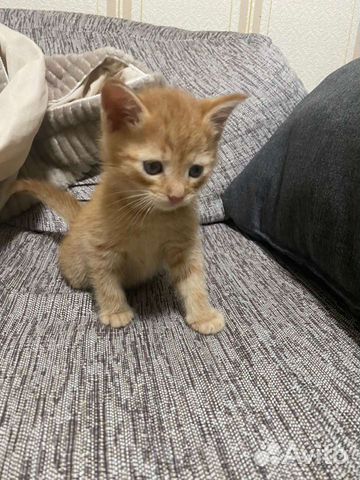 Рыжий котенок чудик