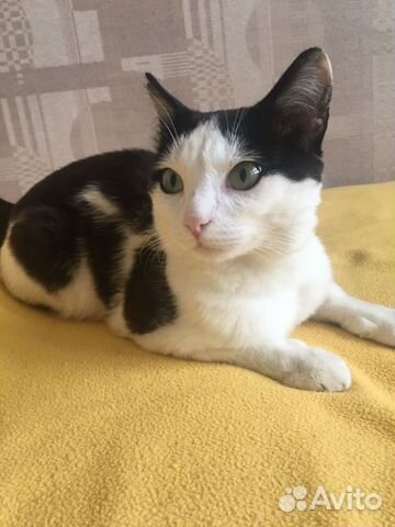 Кот молодой бесплатно