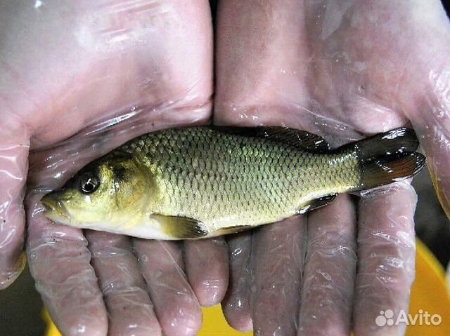 Малек Карпа Чешуйчатый Зеркальный Доставка