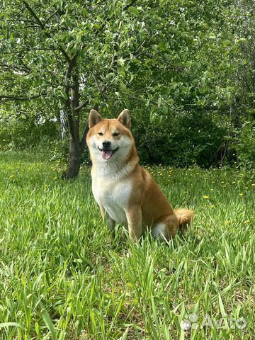 Вязка сиба ину