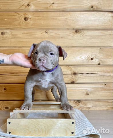 Американский булли микро