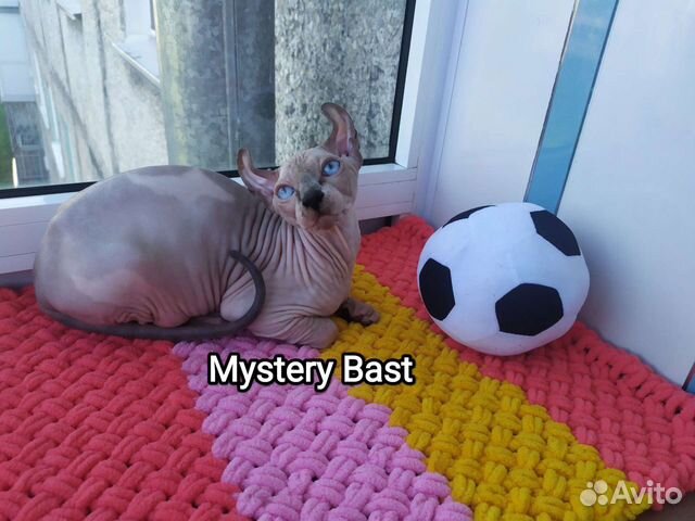 Эльф,котенок три месяца, Канадский Сфинкс