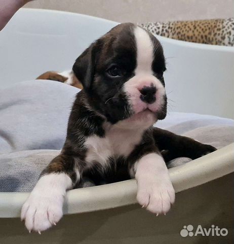 Боксерчики