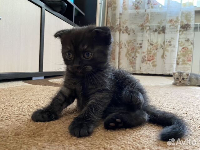 Вислоухие котята