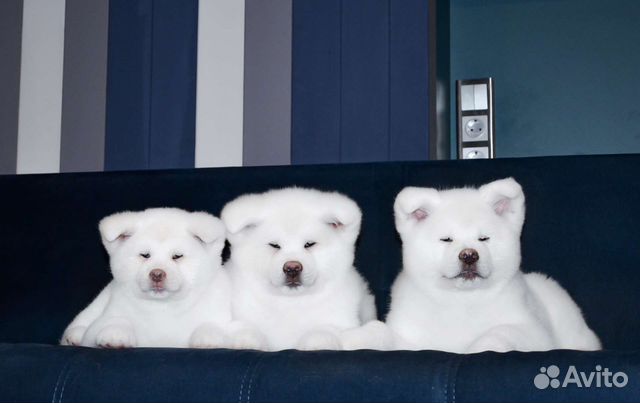 Акита белые малыши есть мальчик и девочка