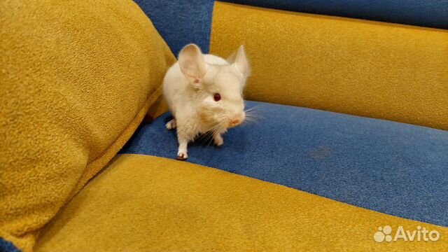Шиншилла девочка гомобеж 2.5 месяца