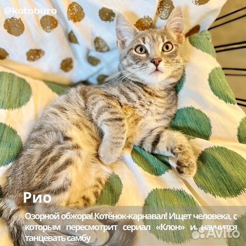 Котенок мальчик серый