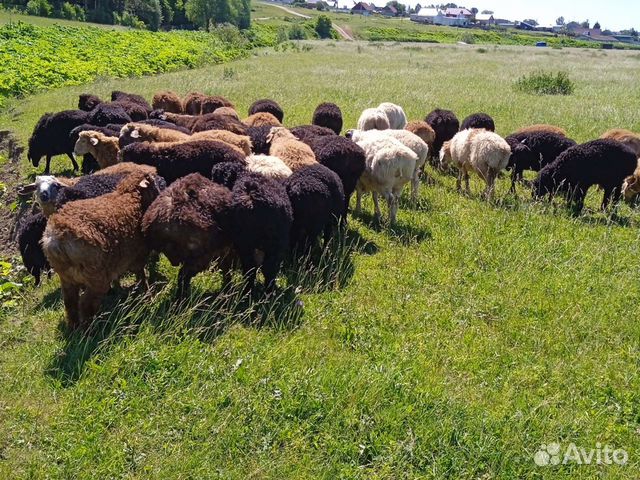 Курдючные бараны овцы