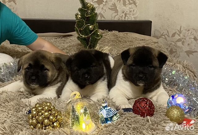 Щенки американской акиты