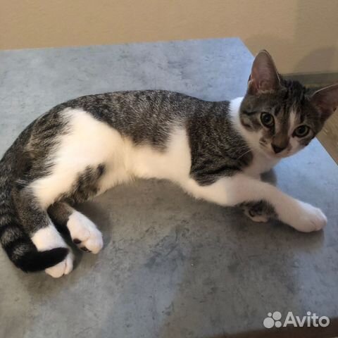 Отдается в добрые руки котёнок (мальчик)