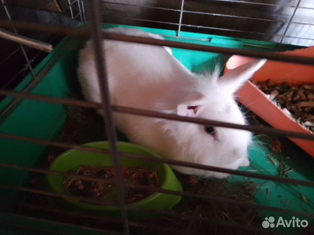 Кролик мальчик