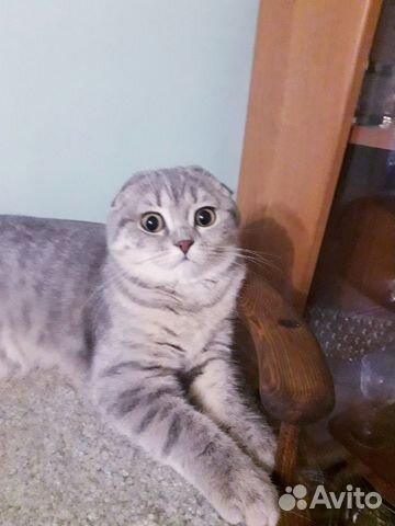 Шотланский вислоухий котенок девочка