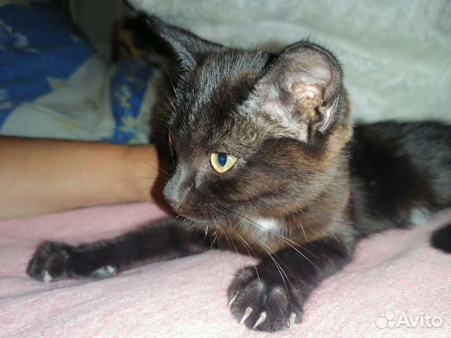 Кошка в дар