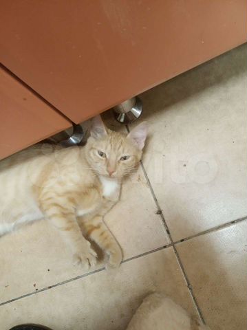 Кошки в добрые руки бесплатно