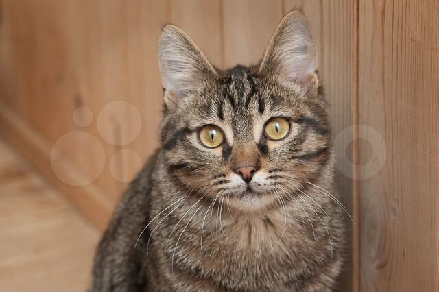 Очаровательный полосатик Мурчик 3,5 мес