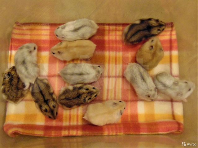 Джунгарские хомяки - разноцветные, клетки, шары