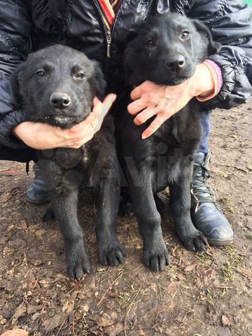 Щенки, 3 мес, парни. Будут по колено