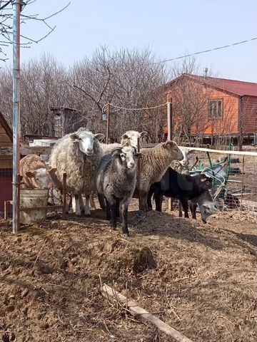 Овцы бараны