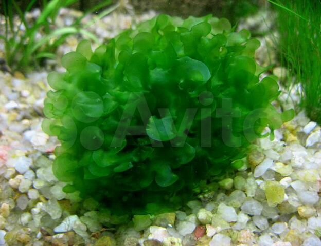 Ломариопсис линеата