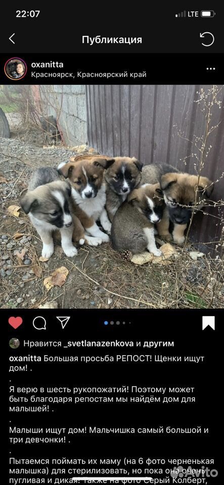 Щенки в дар