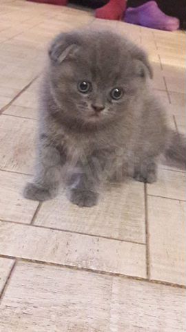 Шотландская