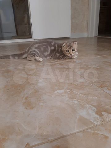 Шотланский вислоухий котенок