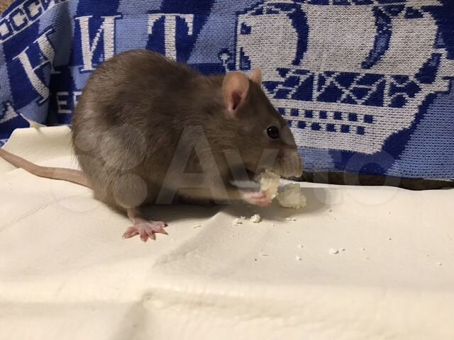 Крысы на вязку