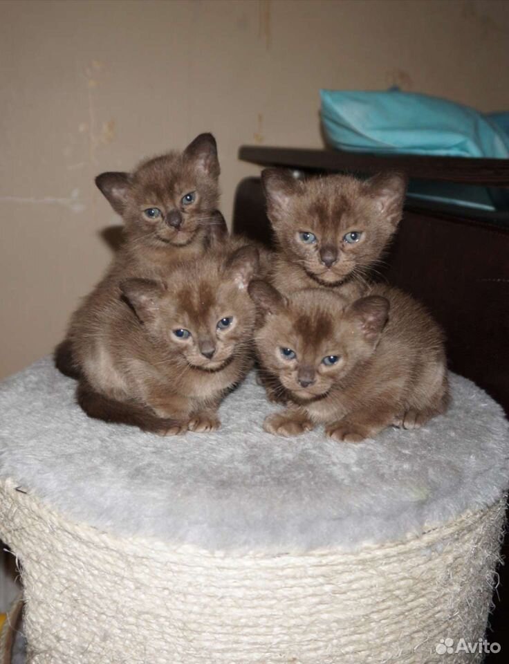 Бурманские котятки