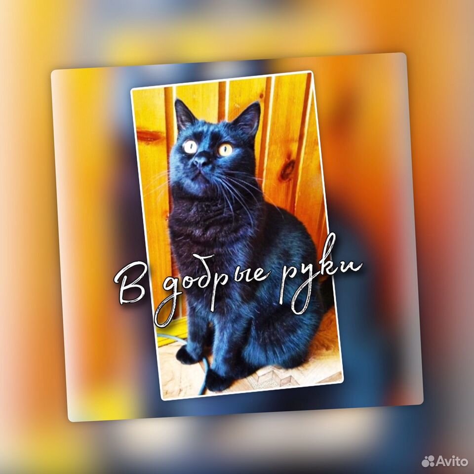 Шикарный кот в поисках дома