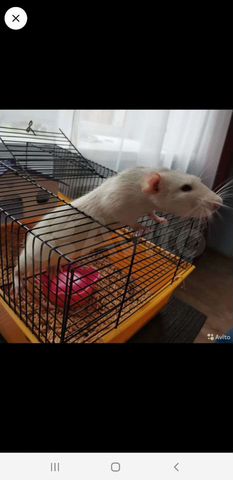 Крыса дамбо с клеткой