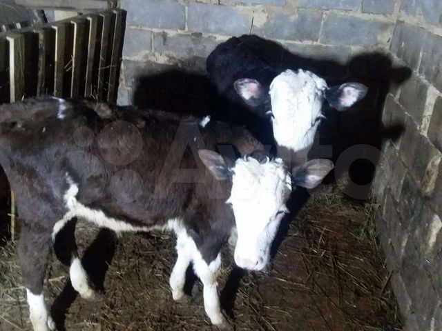 Телята бычки