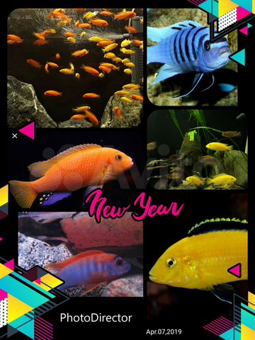 Рыбки.цихлиды 40-50р