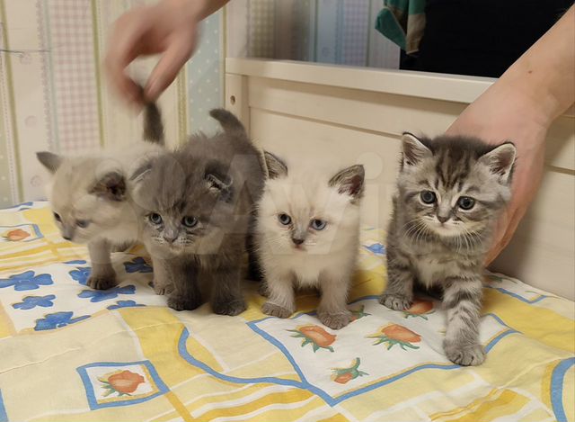 Шотландские котики