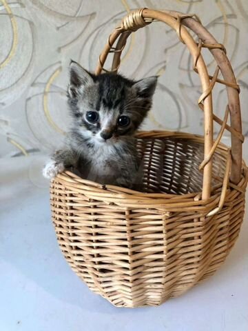 Котёнок Ёжик в добрые руки