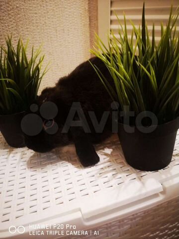 Кролик декоративный барашек