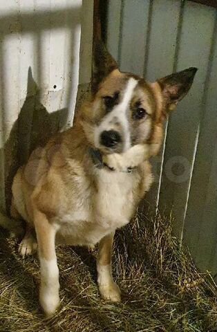 Барни ищет дом