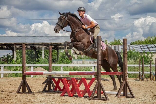 Русская верховая лошадь