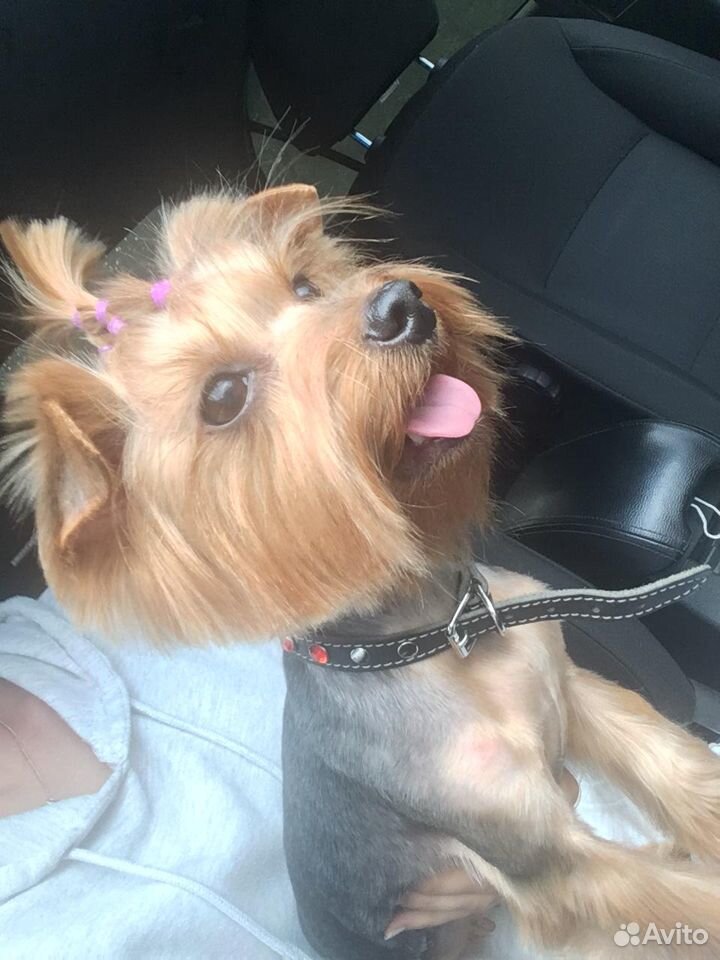 В связи с переездом отдам девочку Йорк 2 года в хо