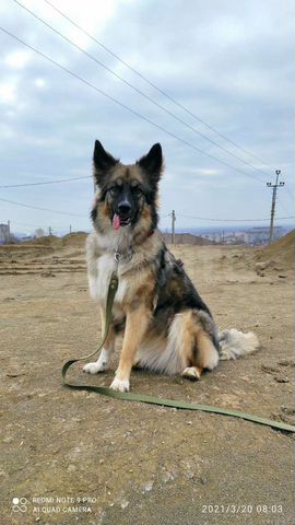 Метис девочка 10 мес. в добрые руки