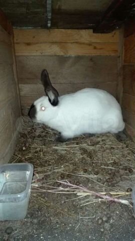 Кролики разных пород для разведения и мясом