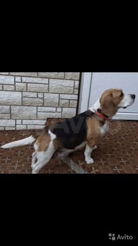 Бигль взрослая